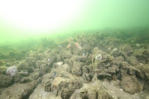 Shellfish reefs in the Gippsland Lakes