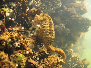 Shellfish reefs in the Gippsland Lakes