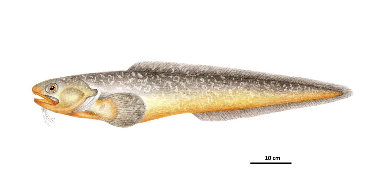 Nueva guía de peces litorales óseos de Chile