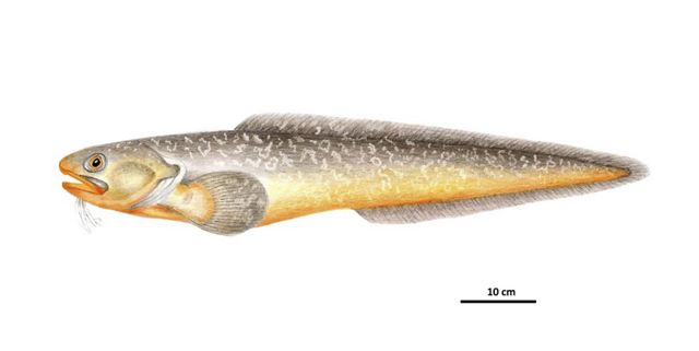 Nueva guía de peces litorales óseos de Chile