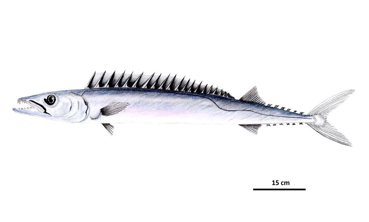 Nueva guía de peces litorales óseos de Chile