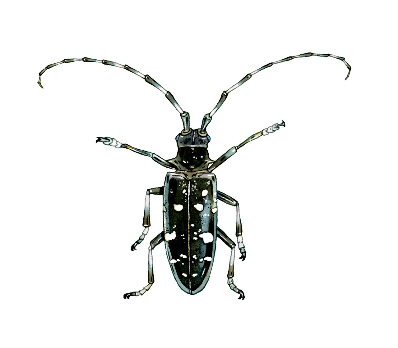 Unwelcome in Ohio: Invasive Species and TNC's Work Against Them