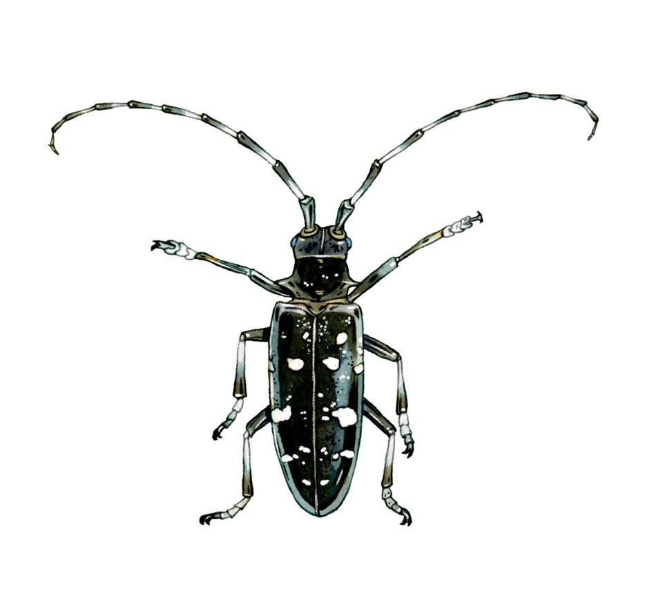 Unwelcome in Ohio: Invasive Species and TNC's Work Against Them