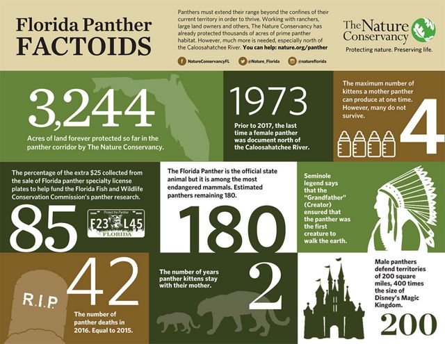 Save the Florida Panther