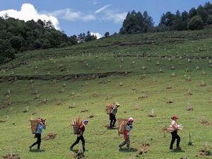 Plant a Billion Trees | The Nature Conservancy in China
