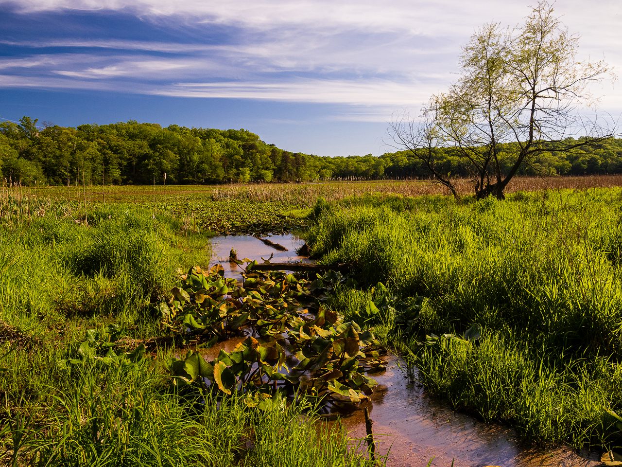 Oxbow Nature Preserve | The Nature Conservancy MD/DC