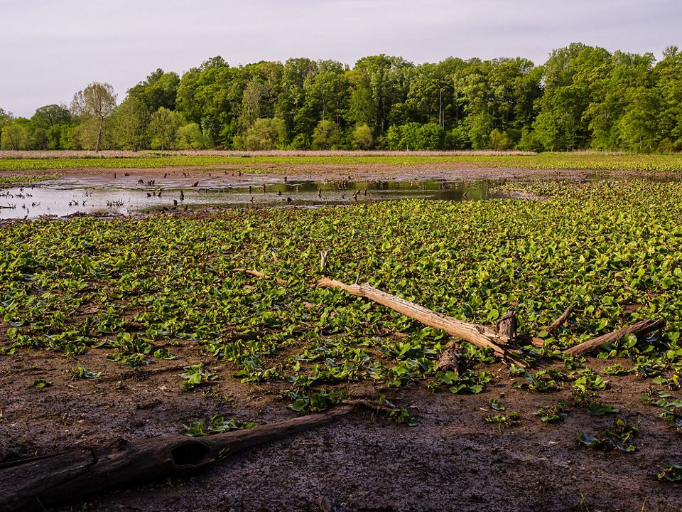 Oxbow Nature Preserve | The Nature Conservancy MD/DC