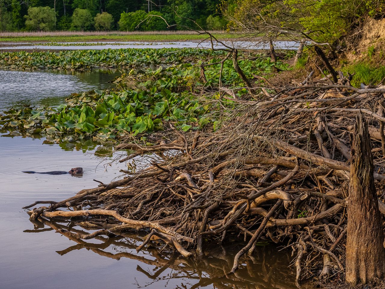 Oxbow Nature Preserve | The Nature Conservancy MD/DC