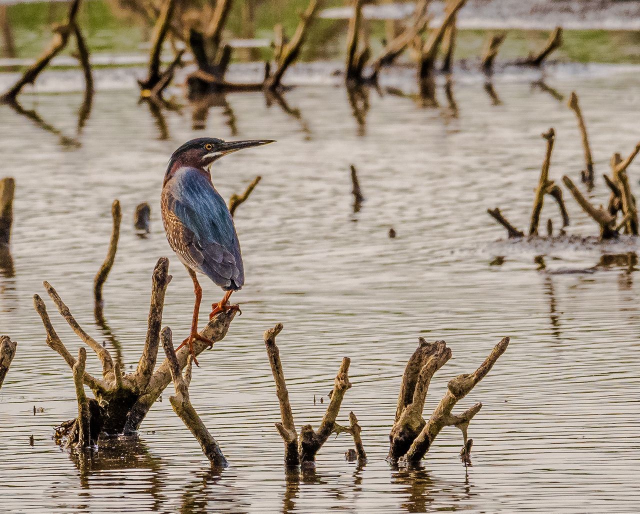 Oxbow Nature Preserve | The Nature Conservancy MD/DC