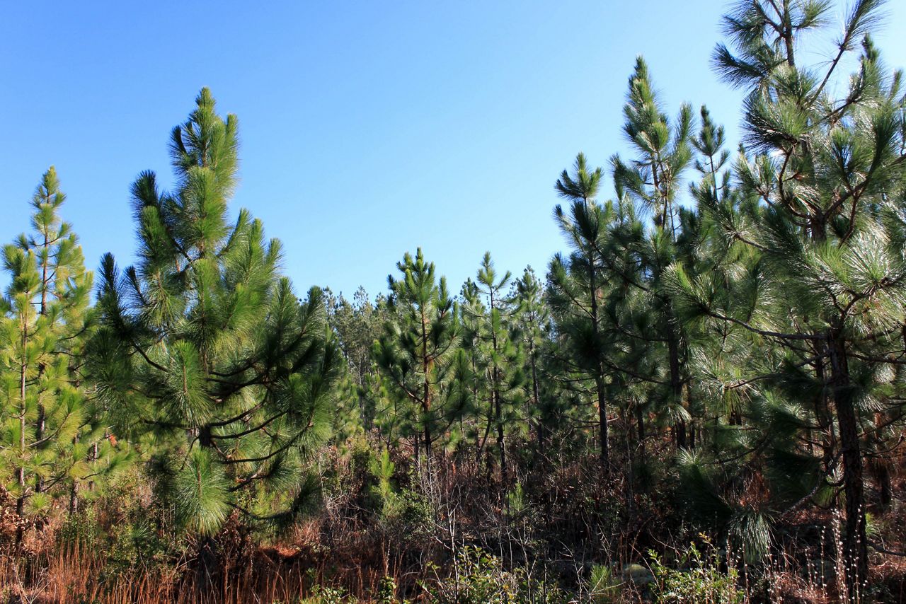 Longleaf Pine | The Nature Conservancy in VIrginia
