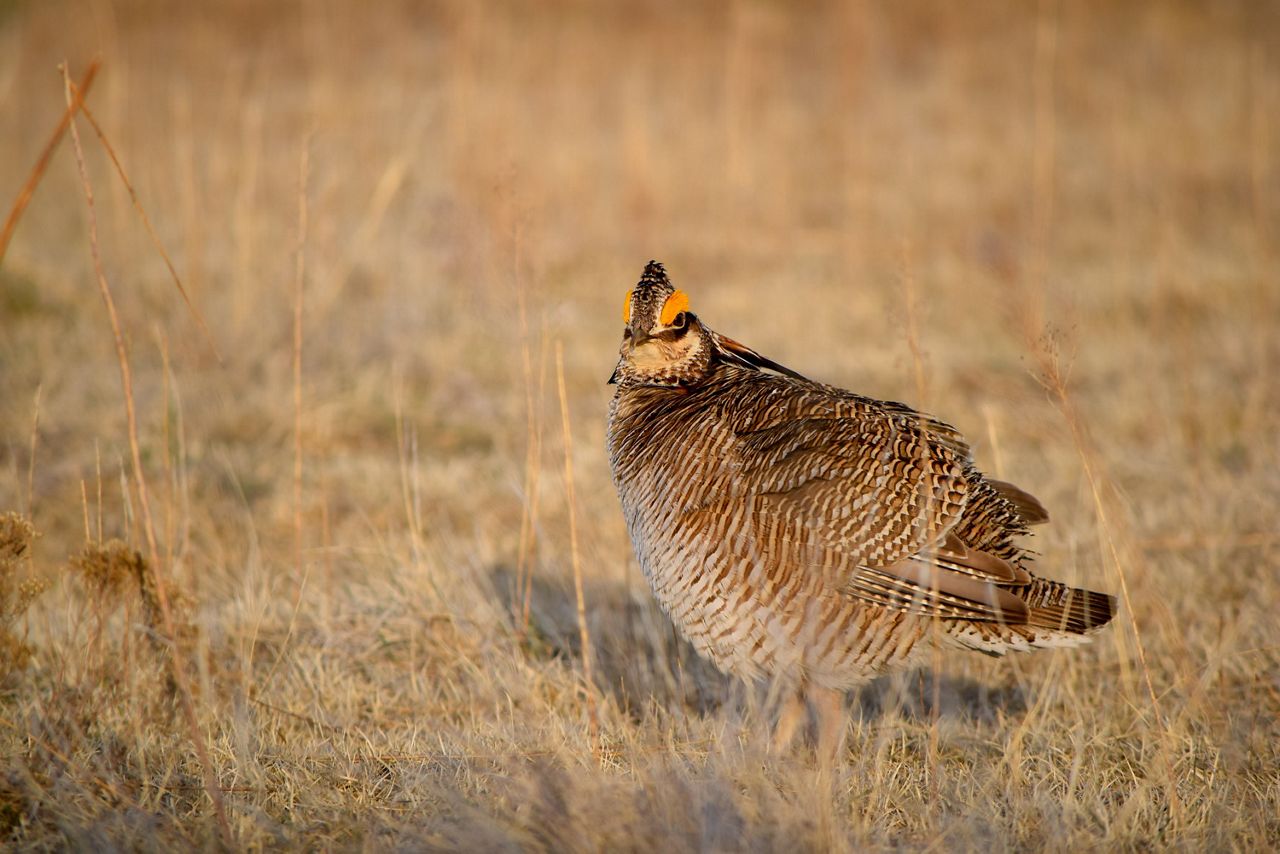 Southern High Plains | The Nature Conservancy