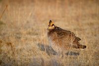 Southern High Plains | The Nature Conservancy