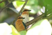 The Sihek (Guam Kingfisher) Finds Hope on Palmyra Atoll