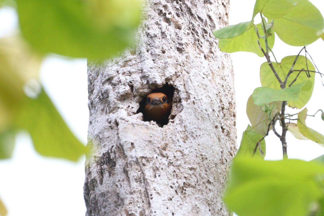 The Sihek (Guam Kingfisher) Finds Hope on Palmyra Atoll
