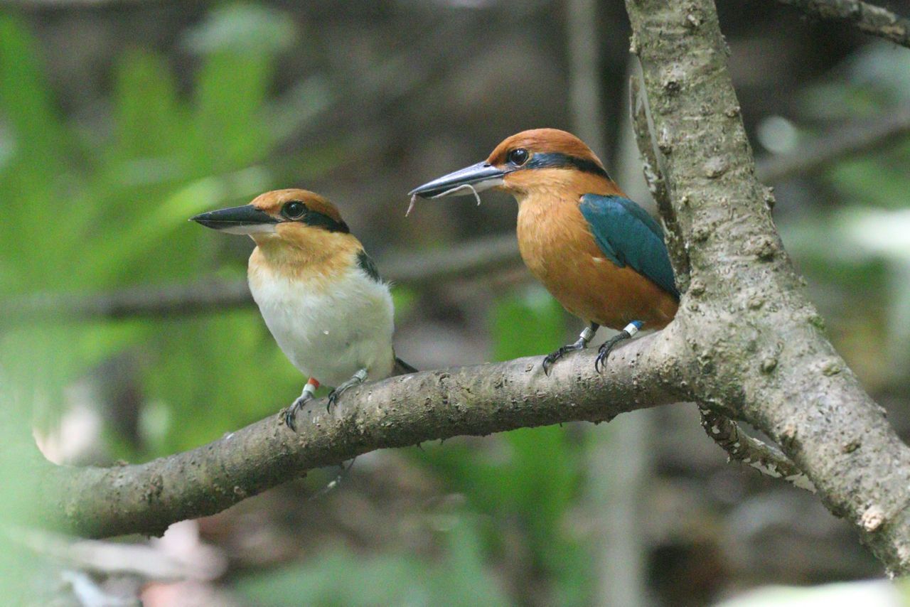 The Sihek (Guam Kingfisher) Finds Hope on Palmyra Atoll