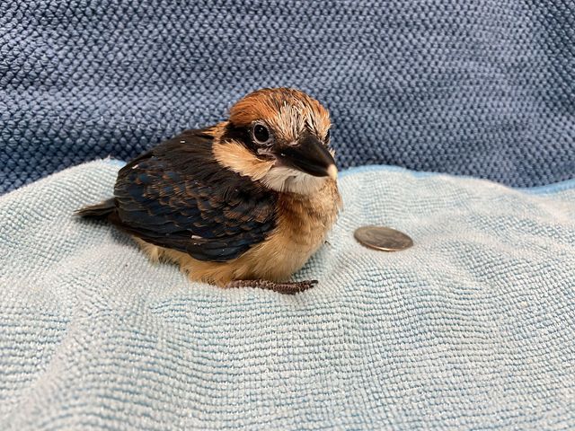 The Sihek (Guam Kingfisher) finds Hope on Palmyra Atoll