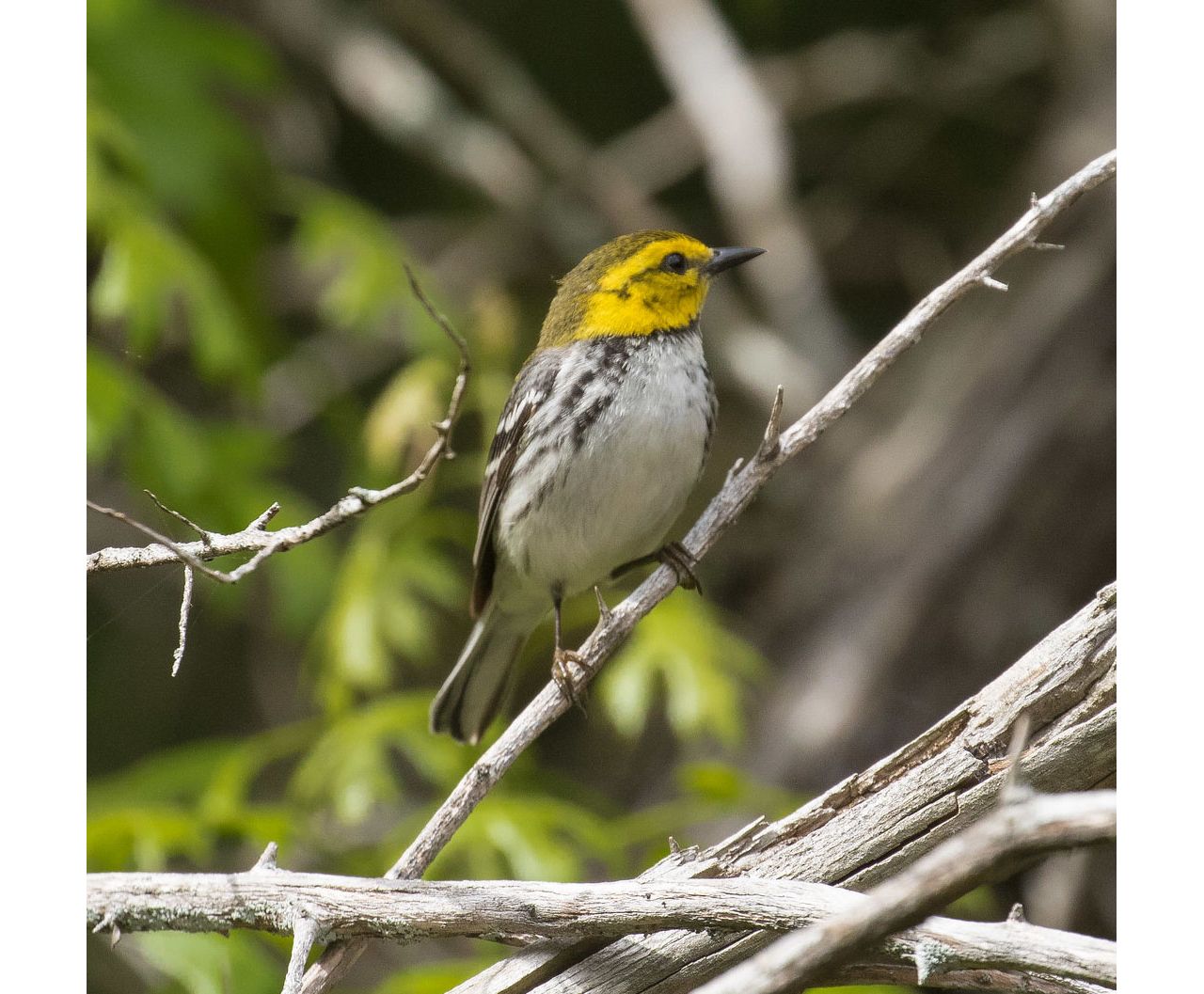 The Nature Conservancy in Texas