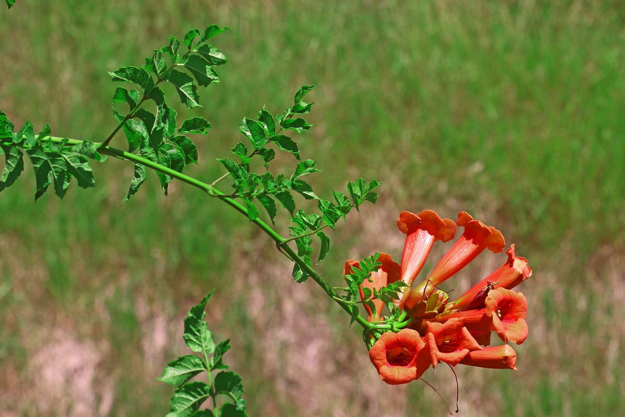 Arlington Native Plant Garden | The Nature Conservancy