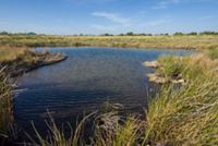 Diamond Y Spring Preserve | The Nature Conservancy