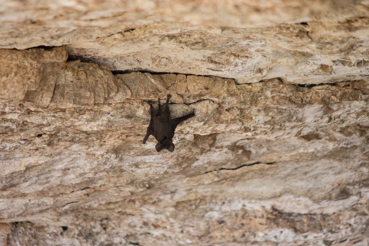 Eckert James River Bat Cave Preserve | The Nature Conservancy