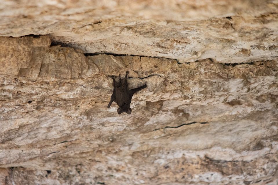 Eckert James River Bat Cave Preserve | The Nature Conservancy