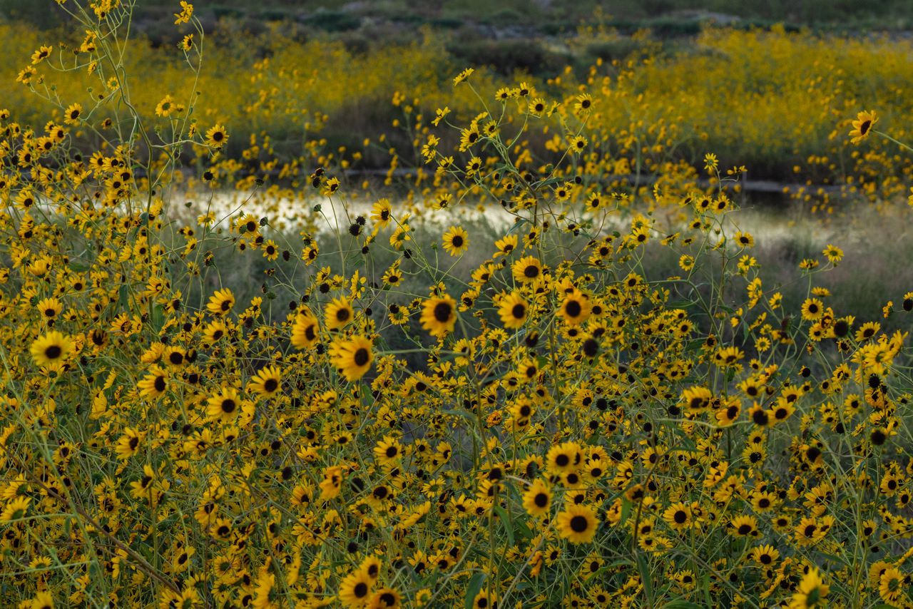 Diamond Y Spring Preserve | The Nature Conservancy