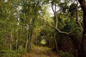 Mashomack | The Nature Conservancy in New York