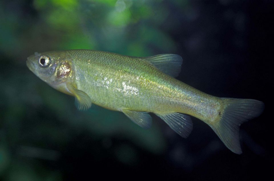 Protecting and Stewarding Arizona’s Lands | TNC