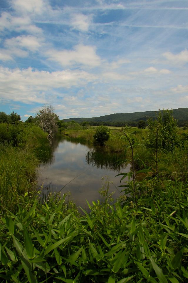The Nature Conservancy's Orchard Bog and Quarry Bog