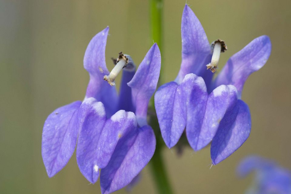 Rain Gardens , Pollinator Gardens | TNC