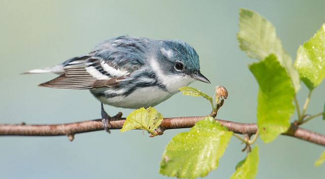 Great Lakes Birds | The Nature Conservancy