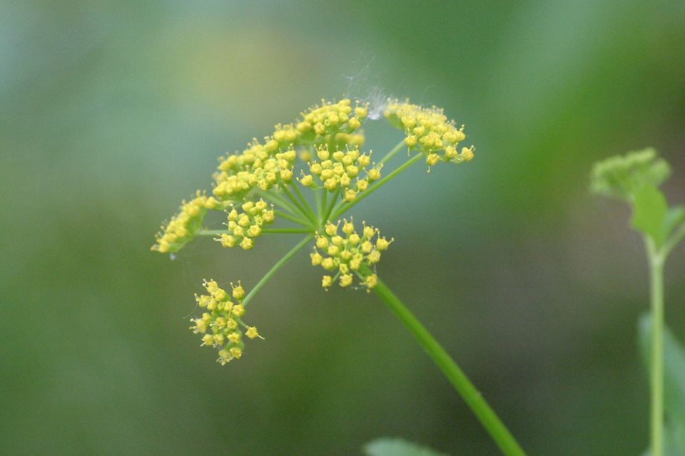 Rain Gardens , Pollinator Gardens | TNC