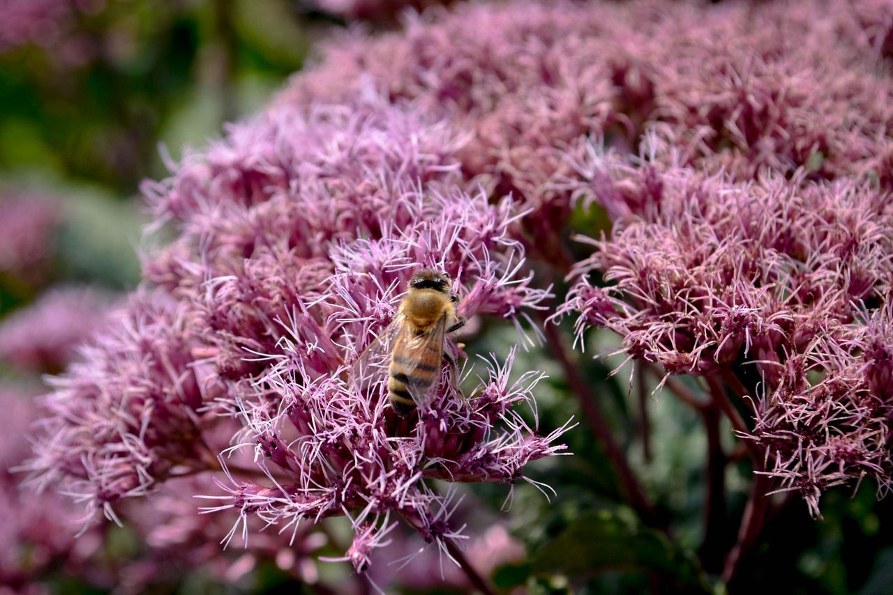Rain Gardens , Pollinator Gardens | TNC