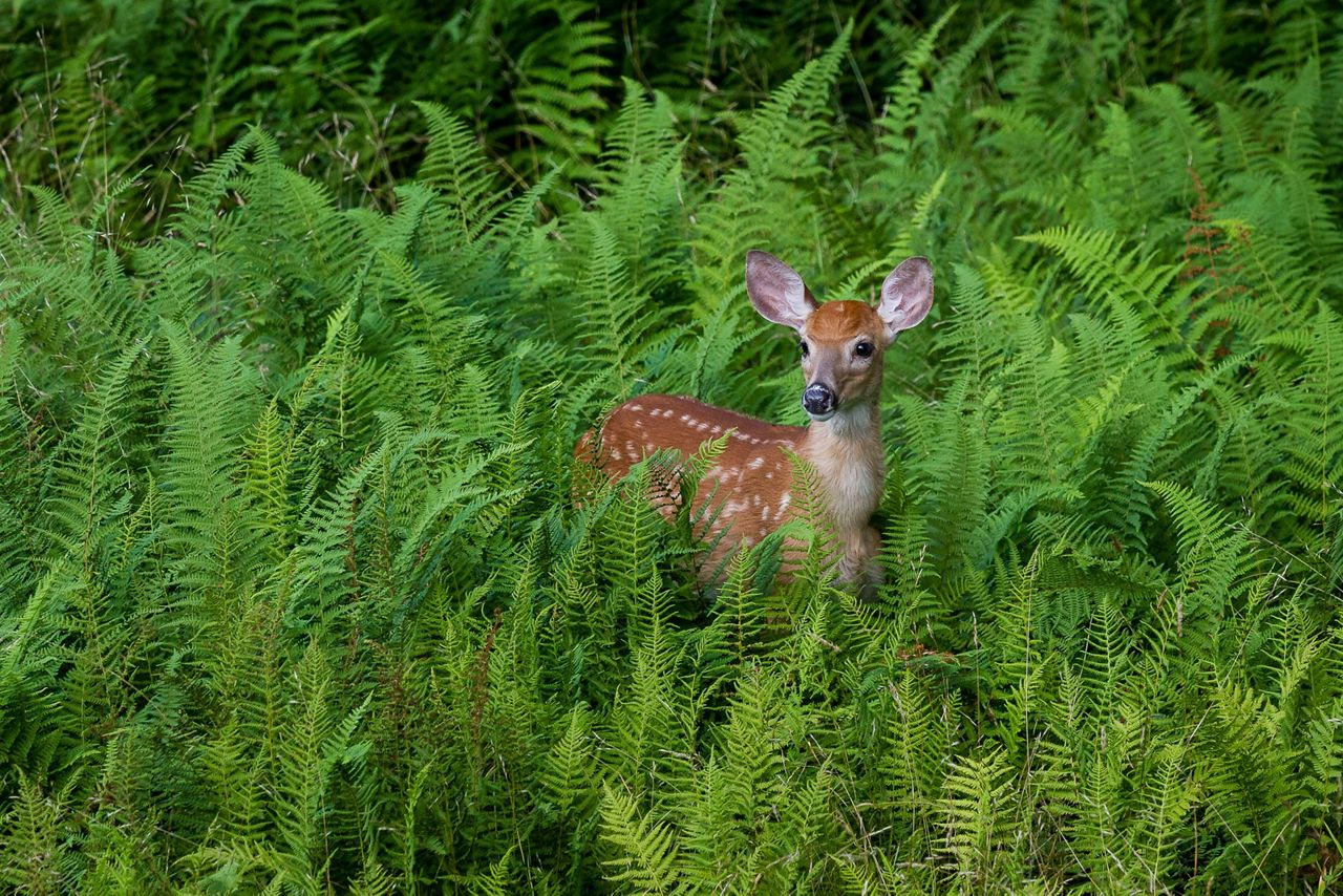 Loverens Mill Cedar Swamp Preserve | New Hampshire