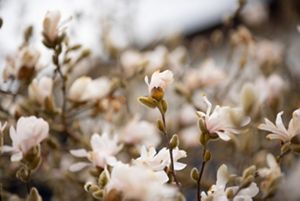 The Nature Conservancy in Washington