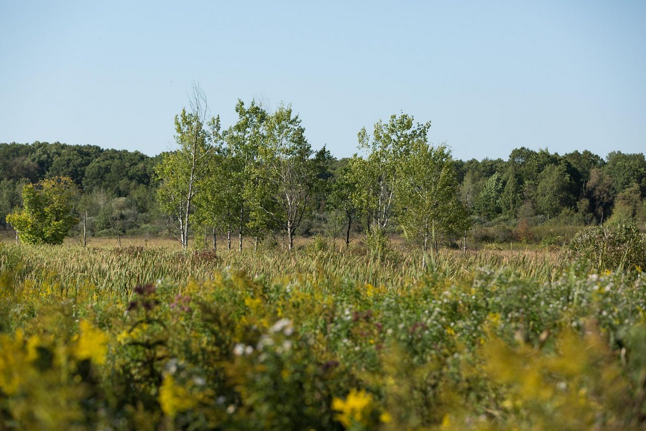 Paw Paw Prairie Fen Preserve | The Nature Conservancy in MI