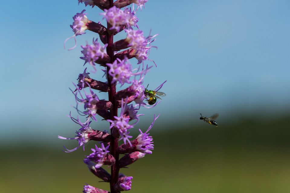 Paw Paw Prairie Fen Preserve | The Nature Conservancy in MI