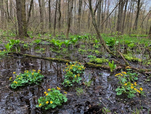 Protecting Places Crucial for Nature in Ohio