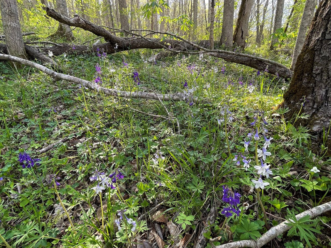 Protecting Places Crucial for Nature in Ohio | TNC