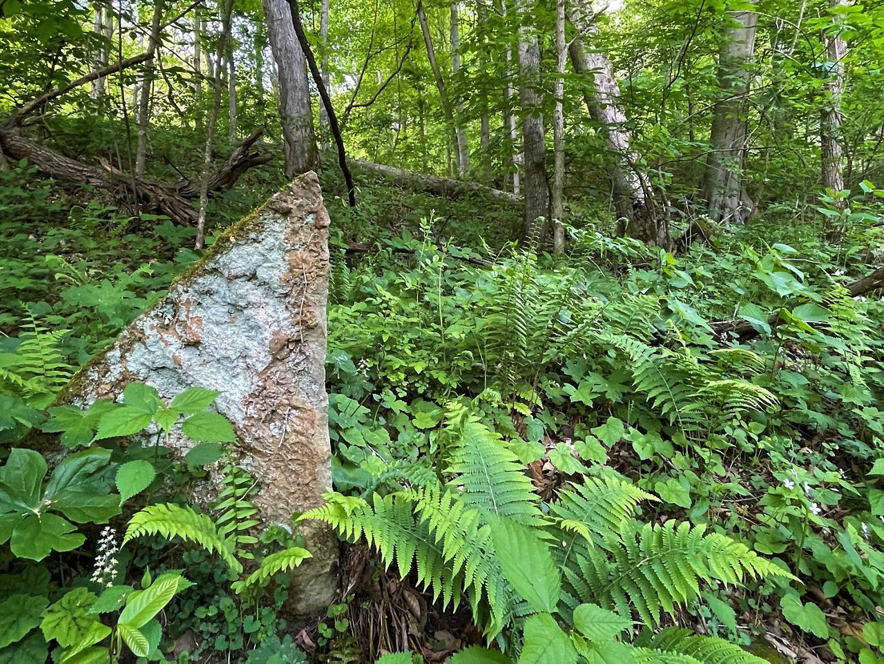 Protecting Places Crucial for Nature in Ohio