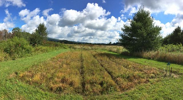 The Nature Conservancy's Orchard Bog and Quarry Bog