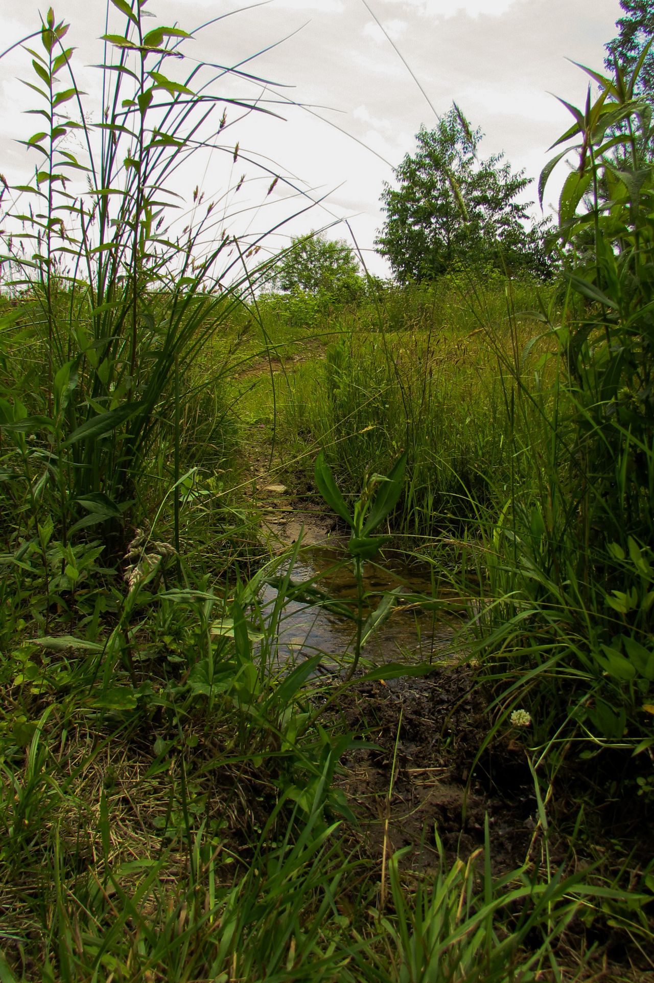 The Nature Conservancy's Orchard Bog and Quarry Bog
