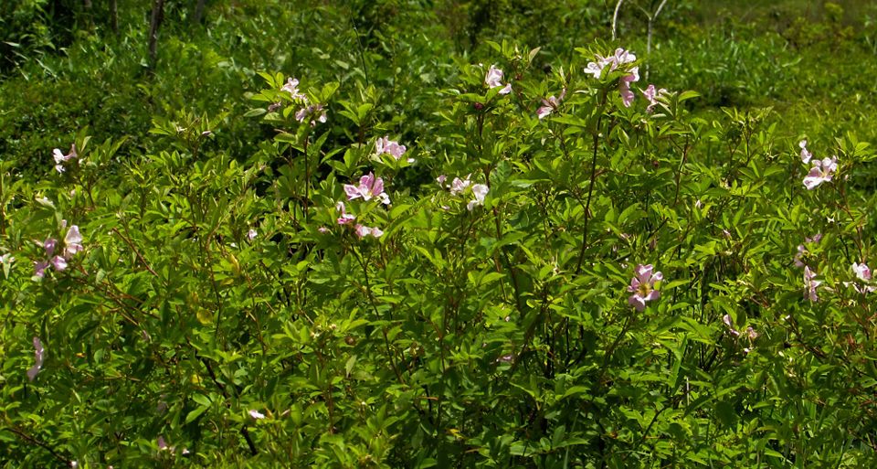 The Nature Conservancy's Orchard Bog and Quarry Bog