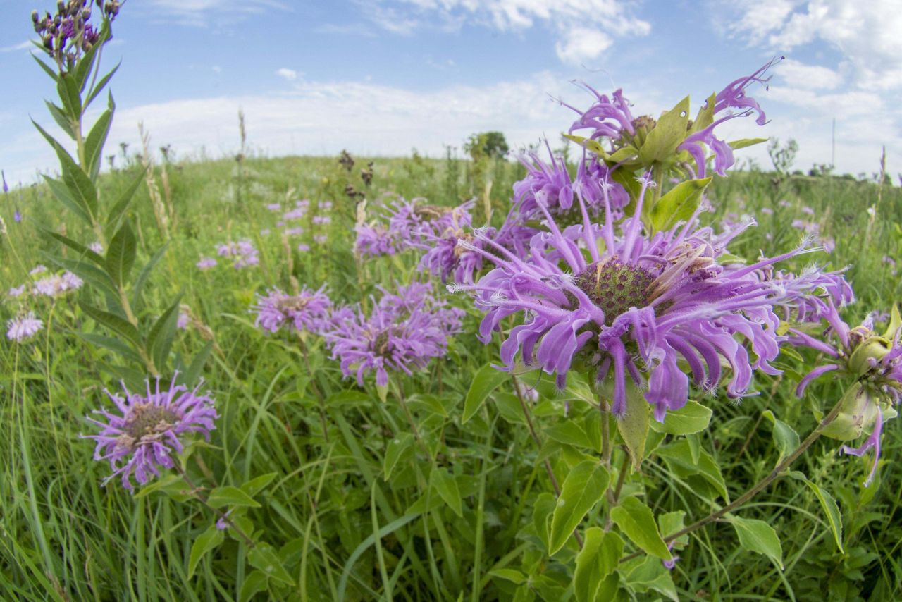 Rain Gardens , Pollinator Gardens | TNC