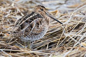 Indiana Nature Notes for June | The Nature Conservancy