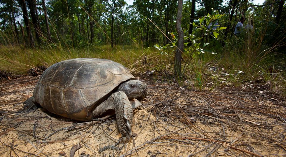 Restoring Wetlands in Louisiana's Atchafalaya River Basin