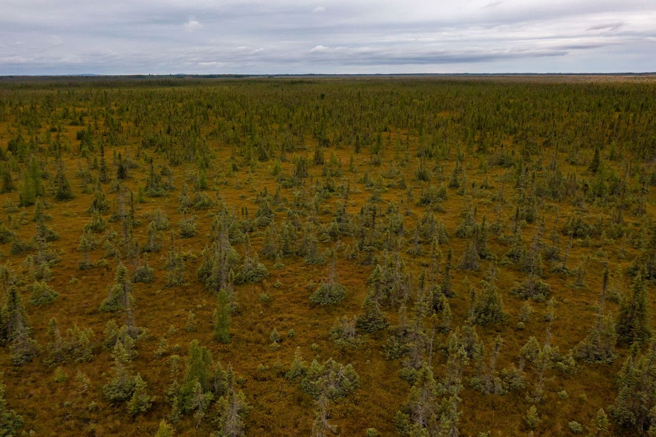 El poder de las turberas I The Nature Conservancy
