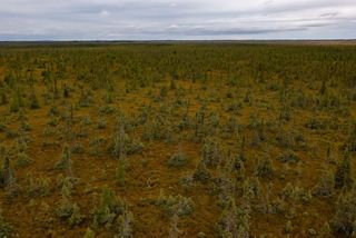 The Power of Peatlands | The Nature Conservancy