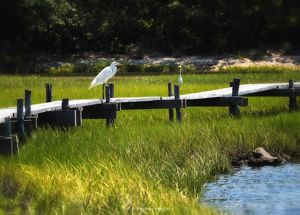 Mashomack | The Nature Conservancy in New York