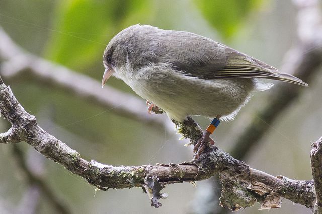 Helping Hawai‘i’s Vanishing Forest Birds